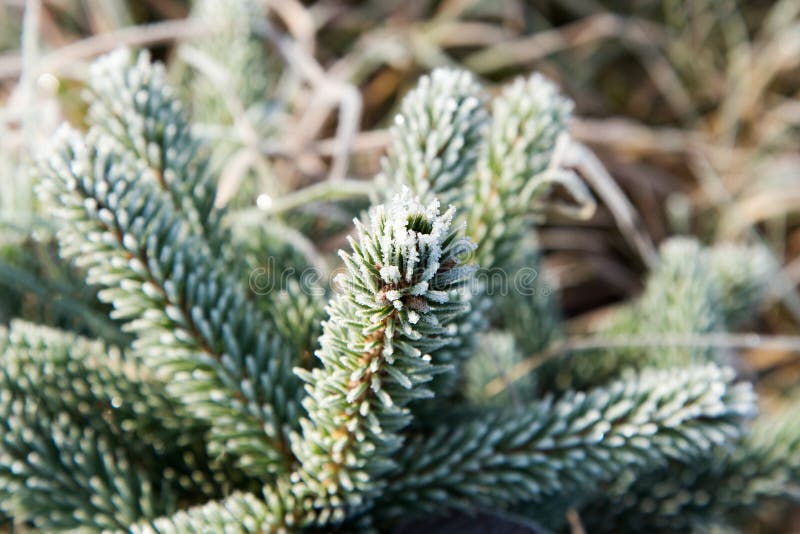 Granris fotografering för bildbyråer. Bild av detalj - 45971771