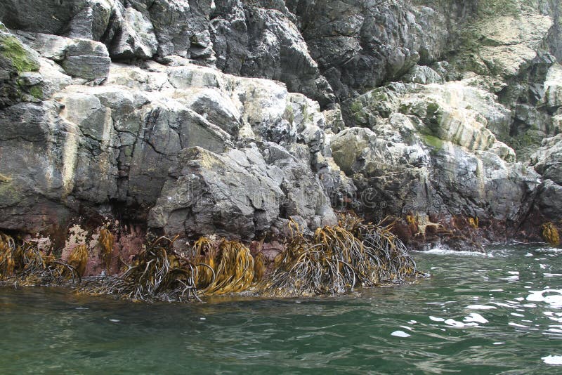 Isla Damas Near La Serena Chile Stock Image - Image of bird, america ...