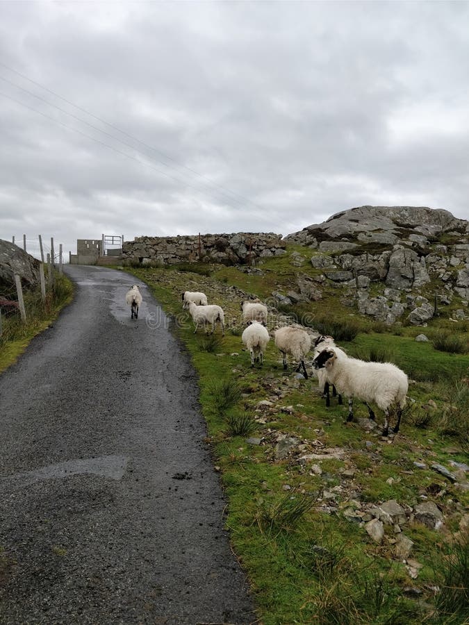 Isla De Las Ovejas De Scalpay Imagen de archivo - Imagen de harris ...