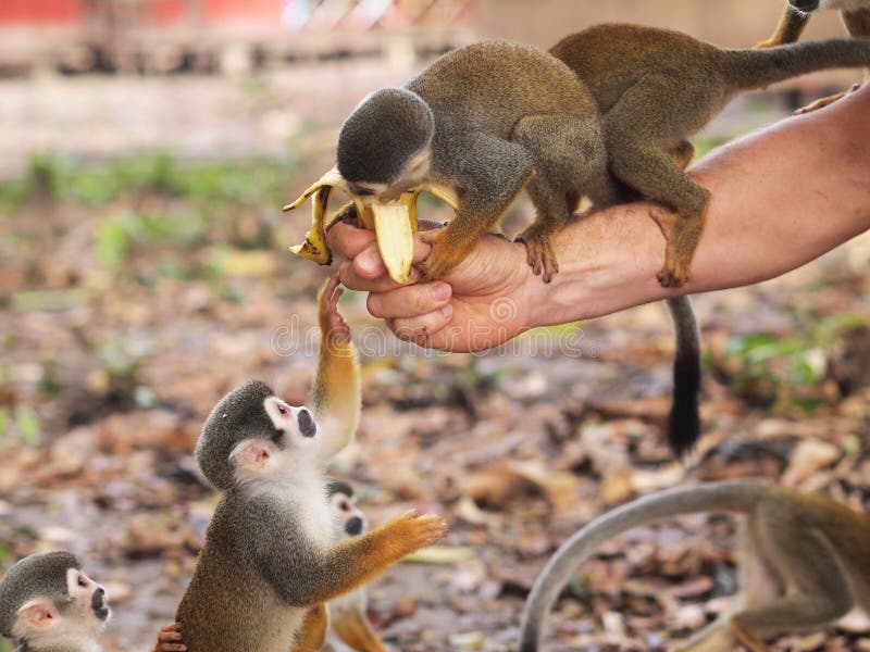 Isla De Los Micos stock image. Image of micos, monkey - 25724315