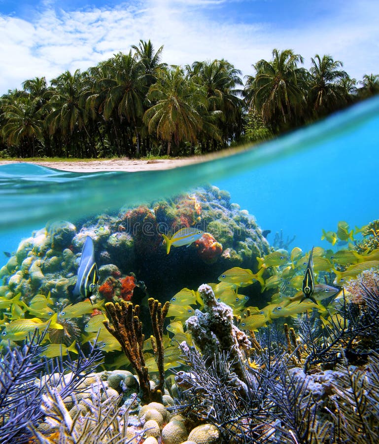 Isla De Toro Del Del De Bocas Imagen de archivo - Imagen de salto ...