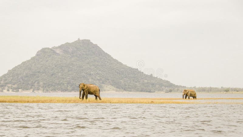 Isla del elefante foto de archivo. Imagen de exterior - 110255004