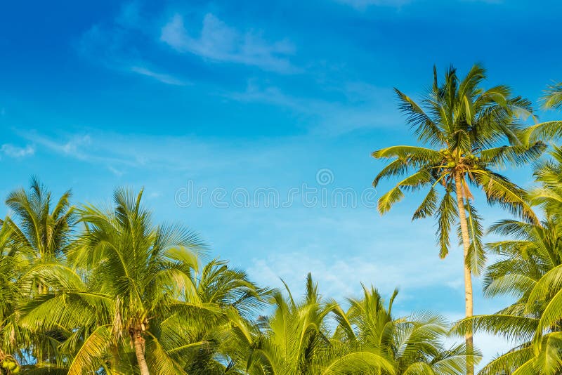Palmeras En El Fondo Tropical De La Playa Y Del Mar, Vacaciones De ... Palmeras En El Fondo Tropical De La Playa Y Del Mar, Vacaciones De ...