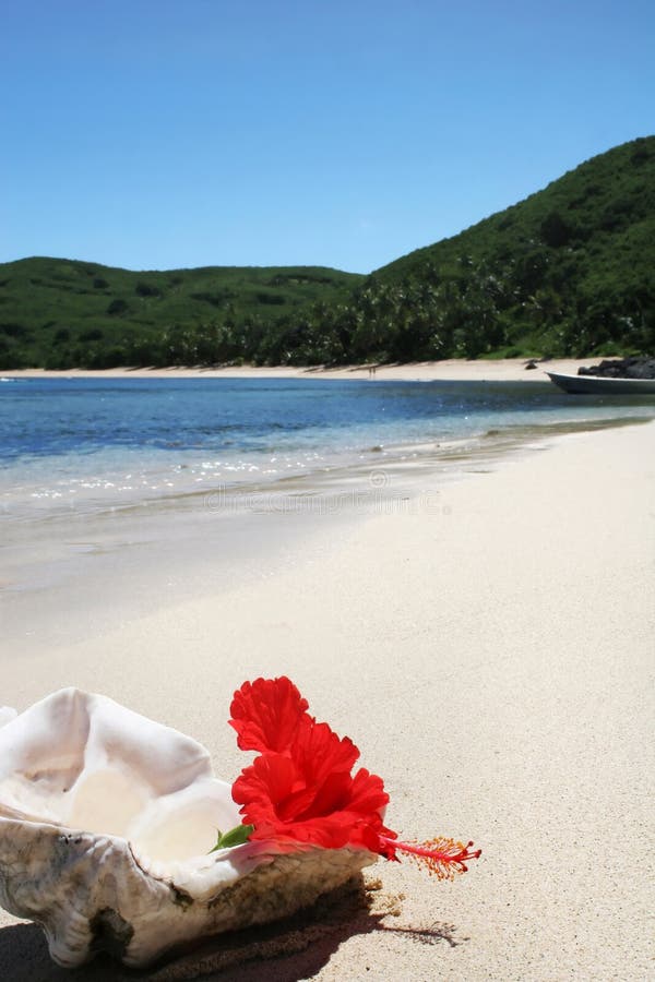 Island beach with shell stock photo. Image of swim, easy - 2546706