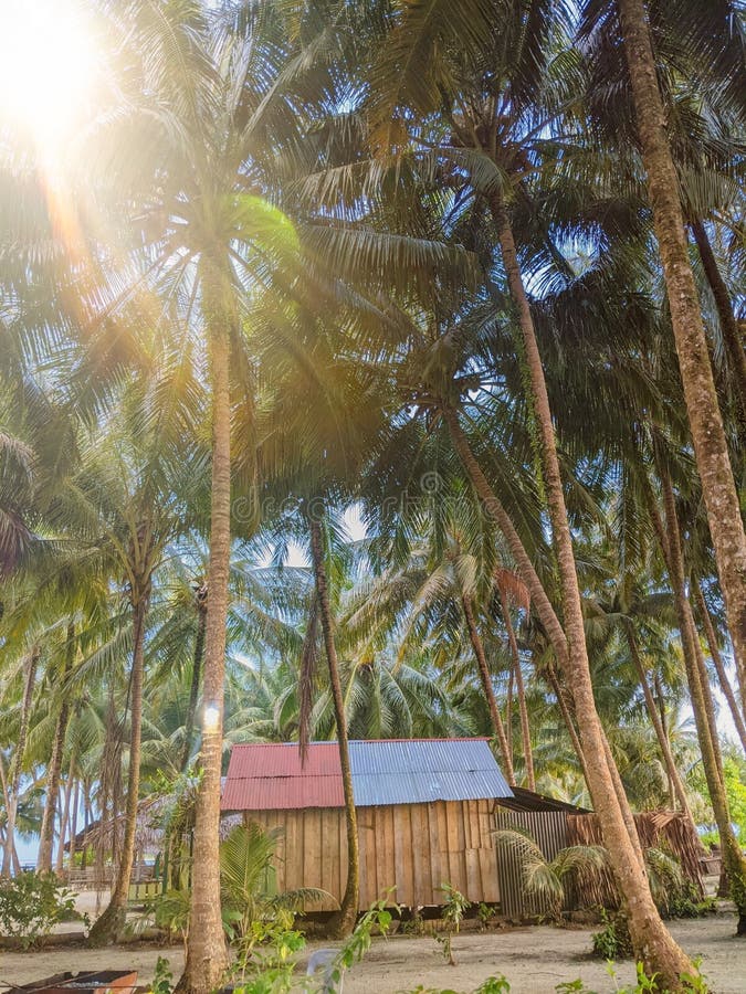 Island and Coconut Trees and a Hut in Front of Which There is a Very ...