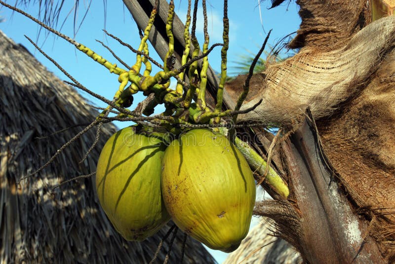 Island coconuts stock photo. Image of beach, milk, seeds - 7995998