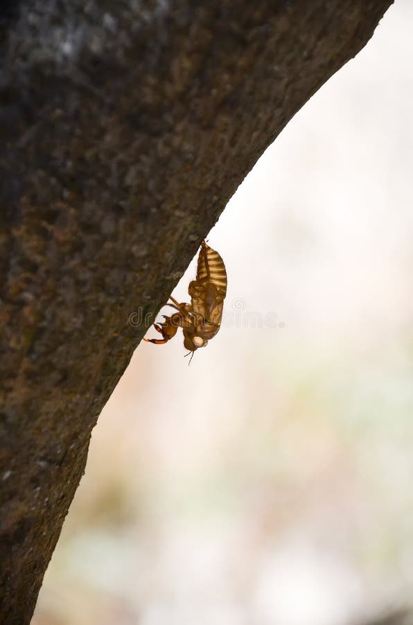 On the Island of Crete Contain a Large Number of Cicadas Stock Image ...