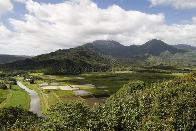 Island farming, Kauai stock image. Image of valley, flora - 4639911