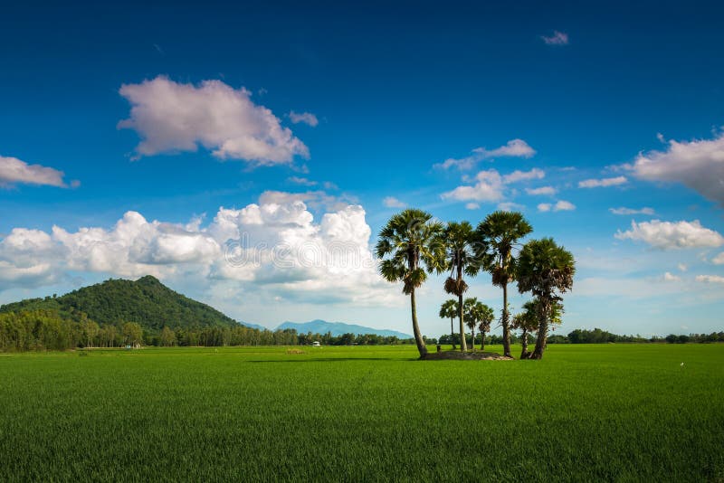 Island in field stock photo. Image of wallpaper, golden - 36404086