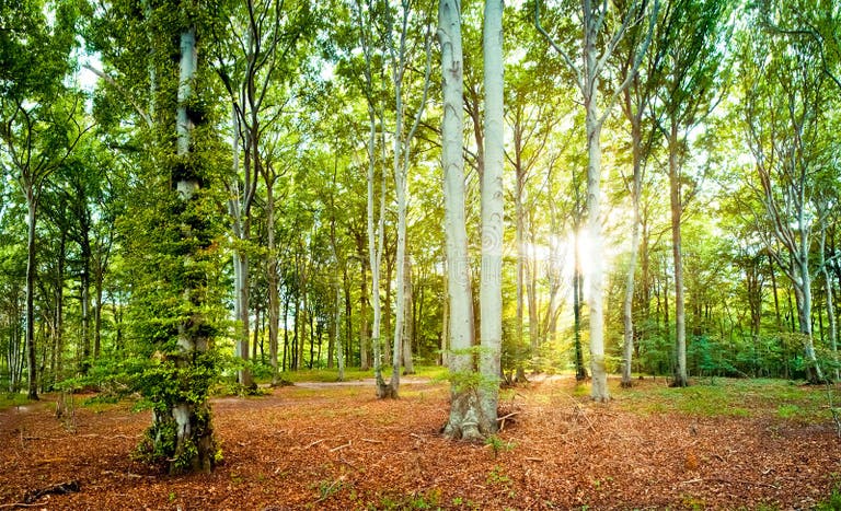 Island forest stock image. Image of trees, forest, woods - 16862865