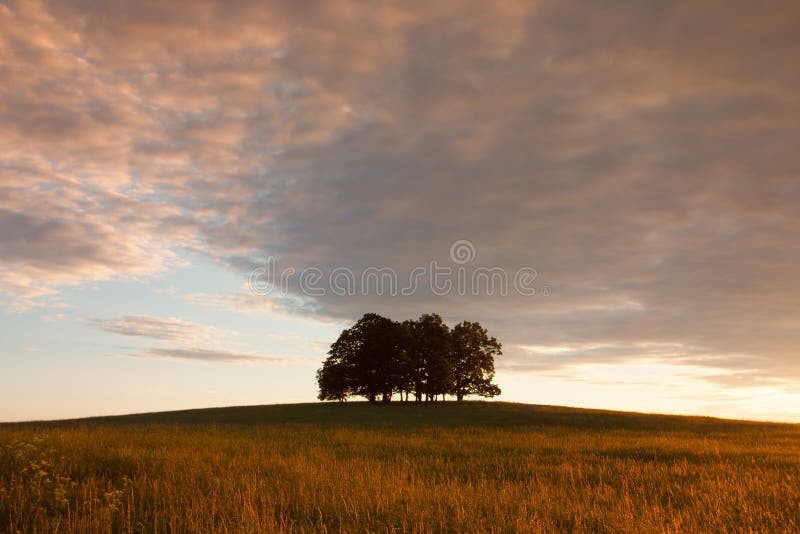 Island Full of Trees in the Middle Field Stock Image - Image of scenery ...