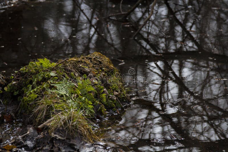 Island of Greenery in the Swamp Stock Photo - Image of natural, grass ...