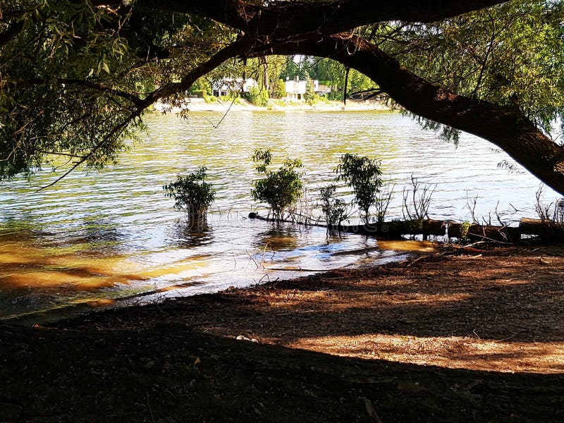 Island Lupa stock photo. Image of small, lupa - 141715480