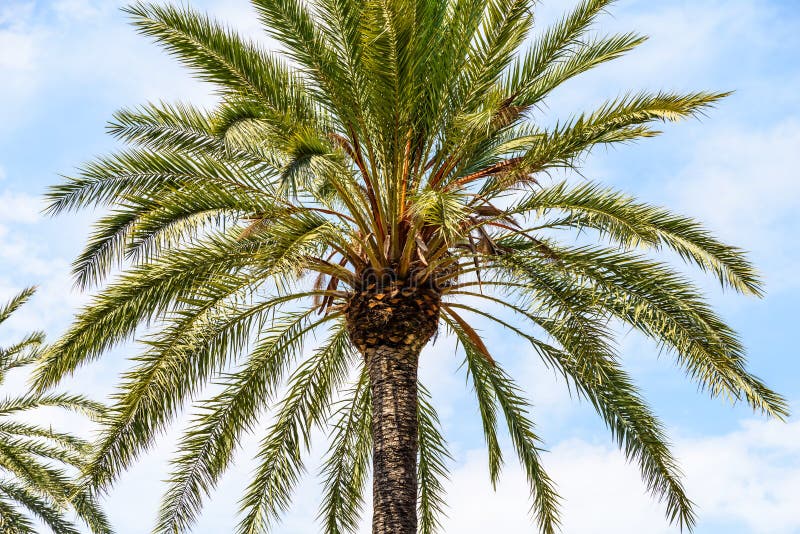 Island Palm Tree on Blue Sky Stock Photo - Image of palmtrees, leaf ...