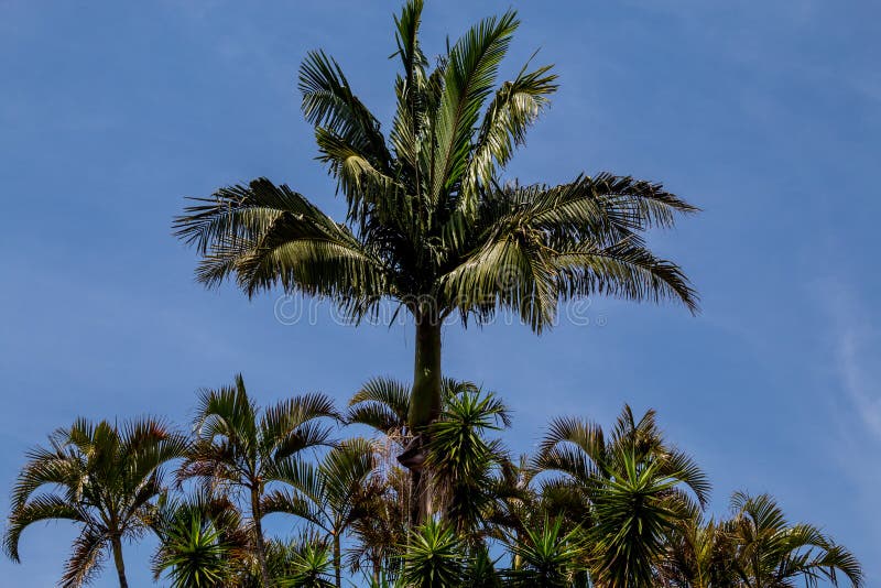 Island of Palm Trees Against a Blue Sky Stock Image - Image of trees ...