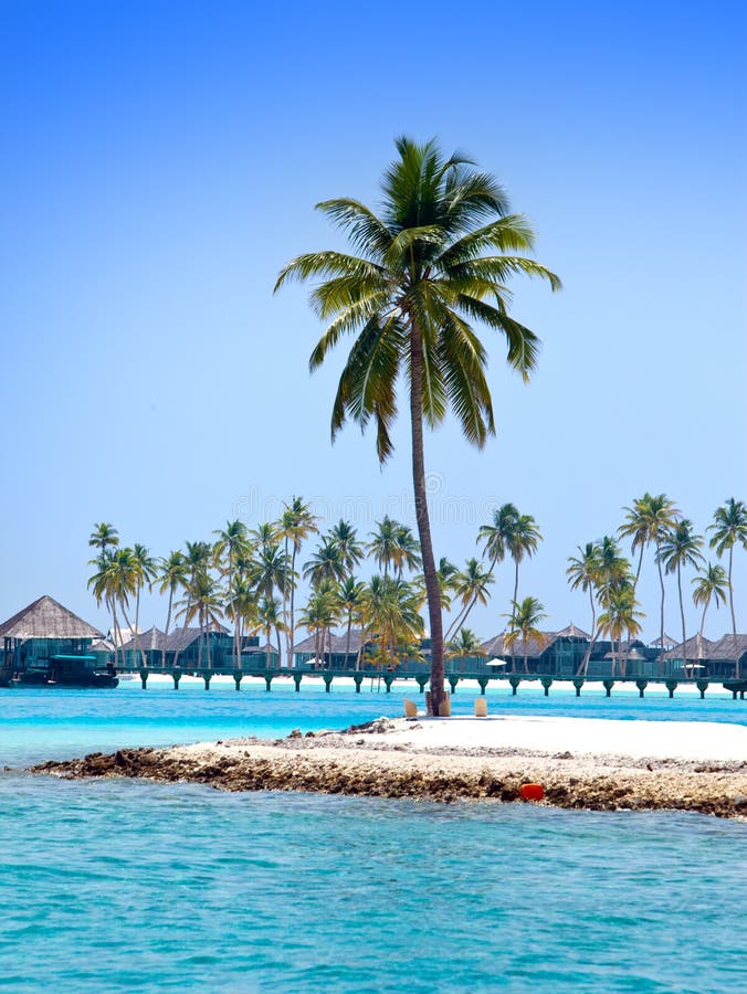 The Island with Palm Trees in the Ocean Stock Image - Image of paradise ...