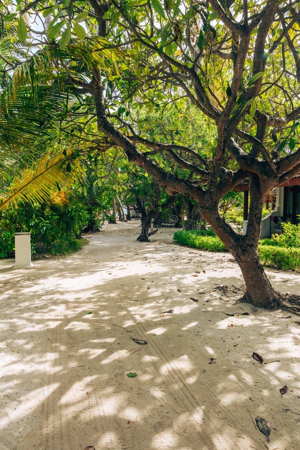 Island Road with Tropical Trees, Maldives Stock Image - Image of ocean ...