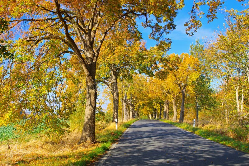 Island Ruegen, Lime Tree Avenue Stock Image - Image of lane, outdoor ...
