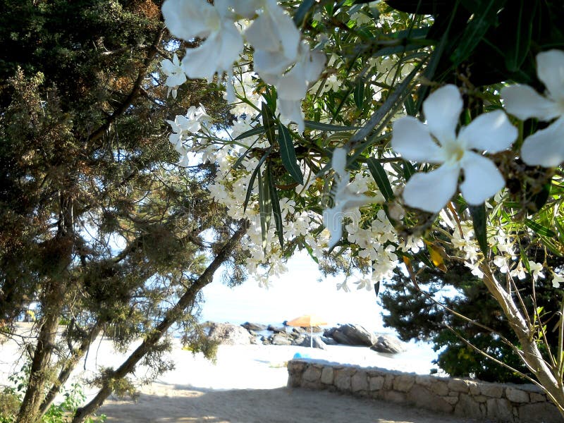 Island Sardinia. Beautiful Sea View. Beach View Sardinia Stock Photo ...
