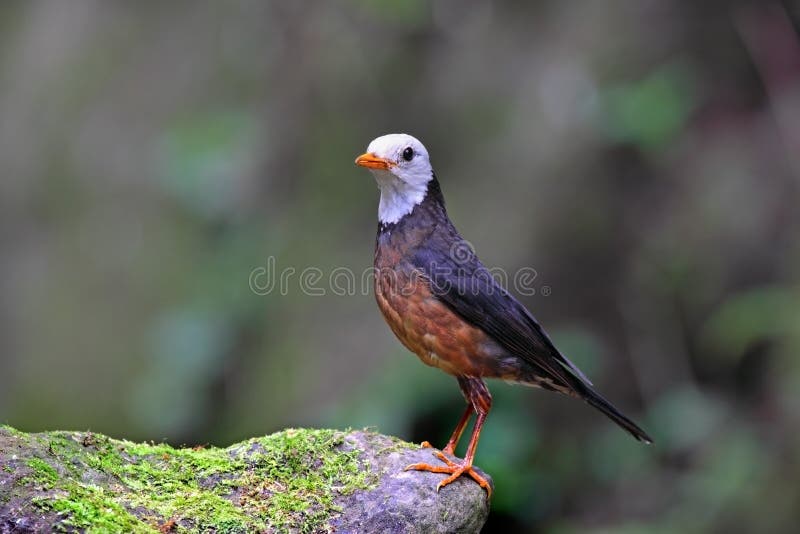 Island Thrush, Turdus Poliocephalus Stock Image - Image of organism ...