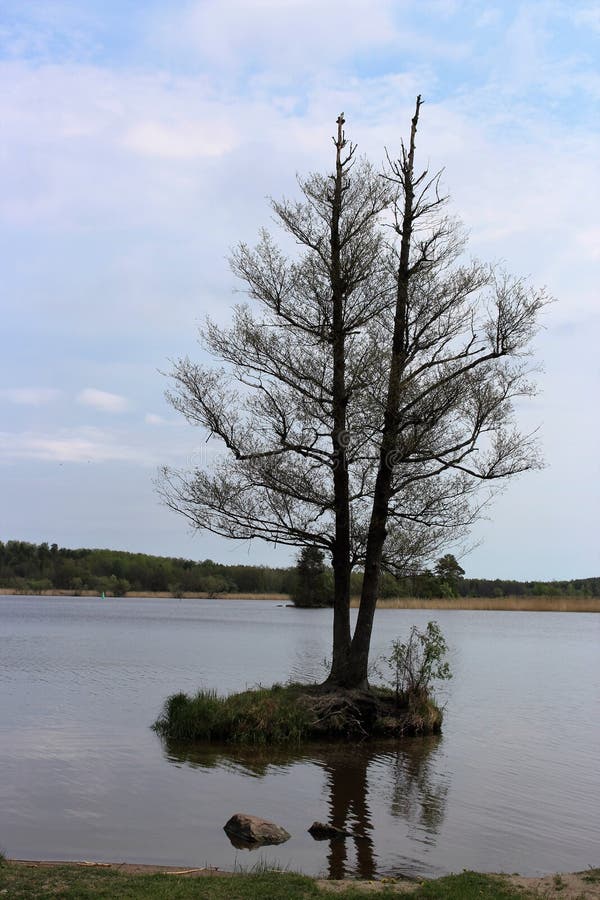 Island tree stock image. Image of beach, island, vegetation - 92812857