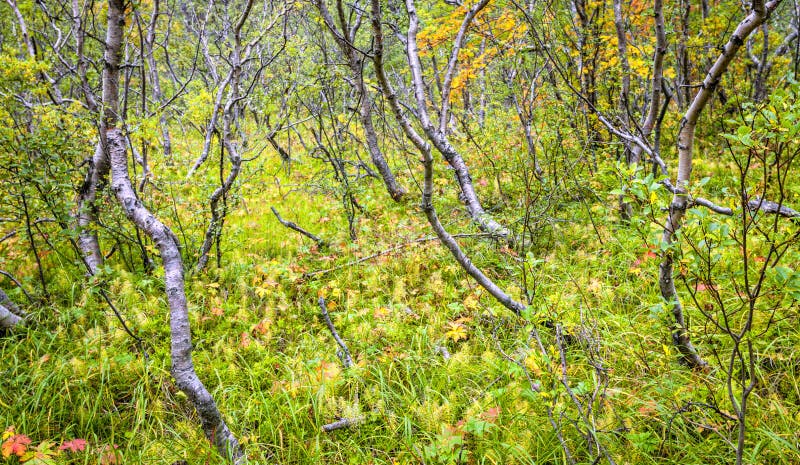 Islandic forest stock photo. Image of outdoors, bent - 53052046