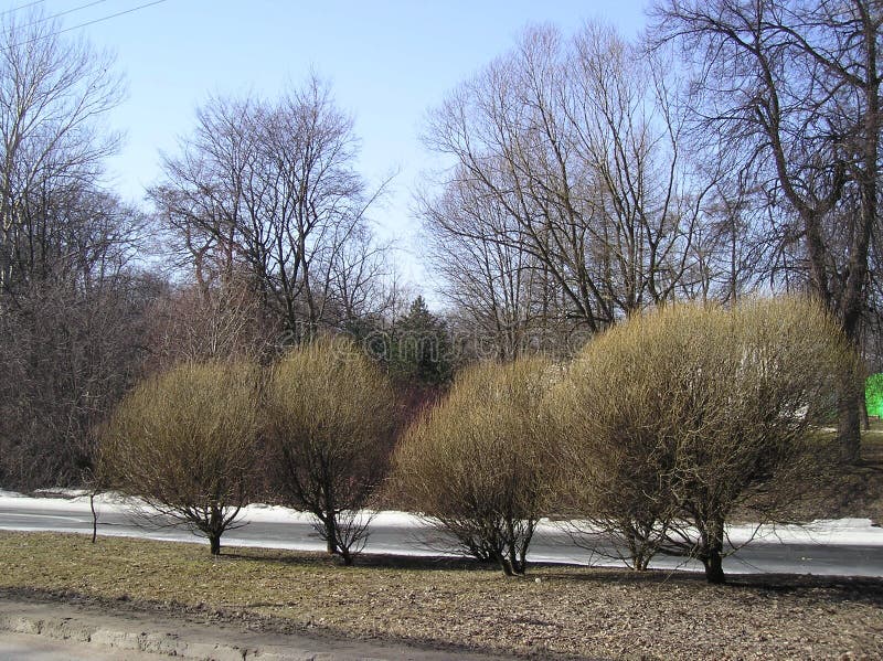 Islands in spring stock photo. Image of fragrant, calmness - 11881992