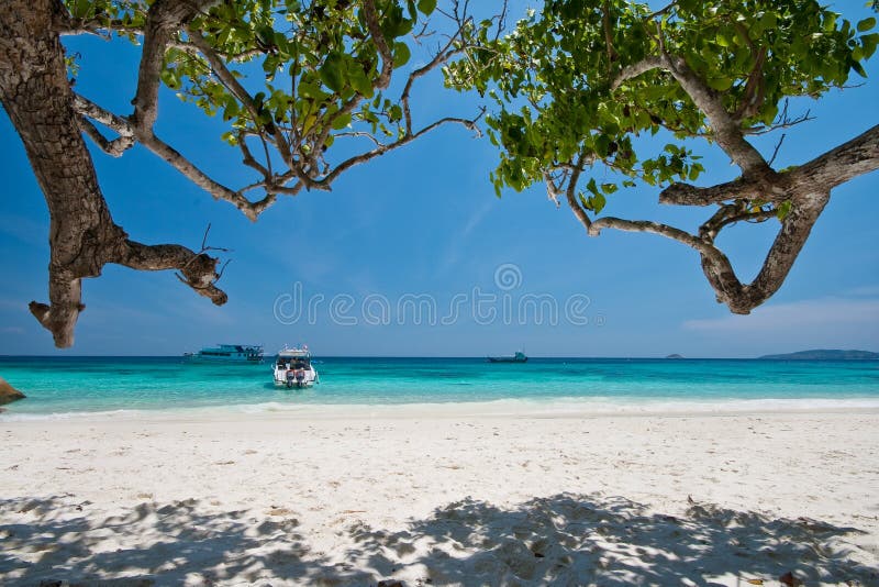 Árbol En La Playa Hermosa En La Isla Similan Imagen de archivo - Imagen ...