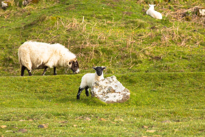 Lamb with Black Face Legs Knees and Feet Stock Photo - Image of isle ...