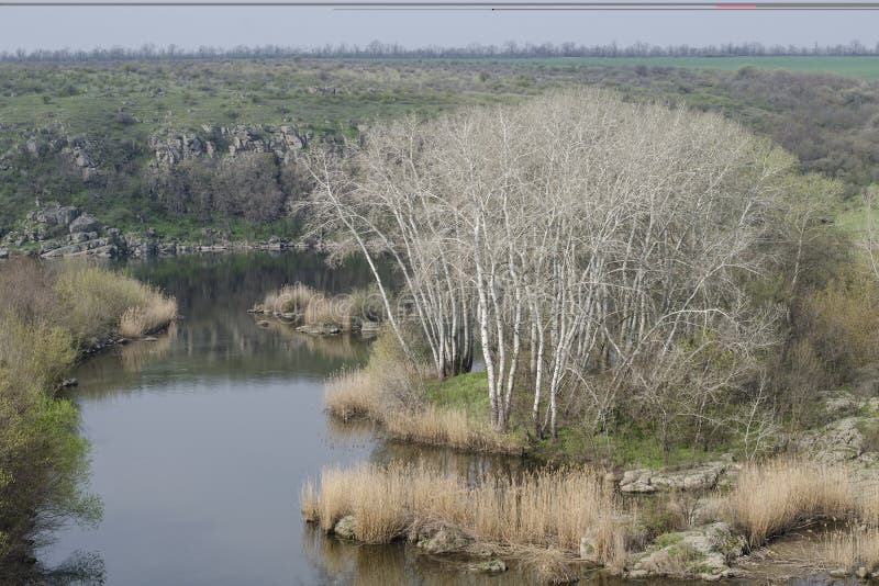 Isola Con Gli Alberi Di Ontano Immagine Stock - Immagine di nero, fogli ...