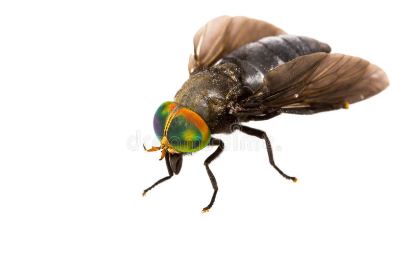 Isolado da mosca de cavalo foto de stock. Imagem de mosca - 26668052