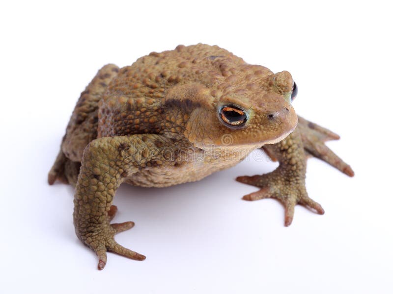 Crapaud Commun De Jeunes, Bufo De Bufo Photo stock - Image du commun ...