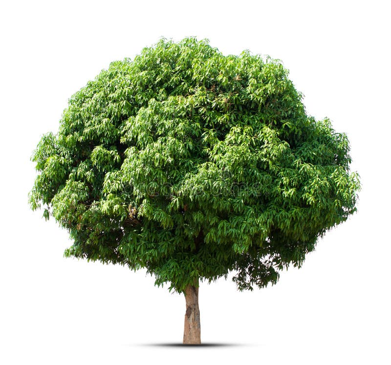 2,626 Manguier Photos libres de droits et gratuites de Dreamstime