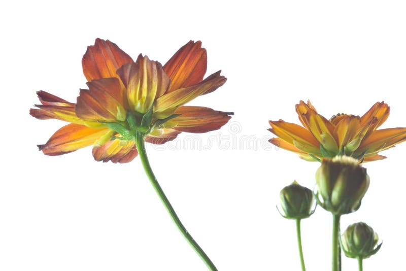 Isolate Aster Flowers Picture. Image: 21011541