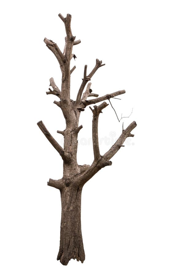 Isolate Bare Tree Branch Cut. Stock Image - Image of bare, large: 87319953