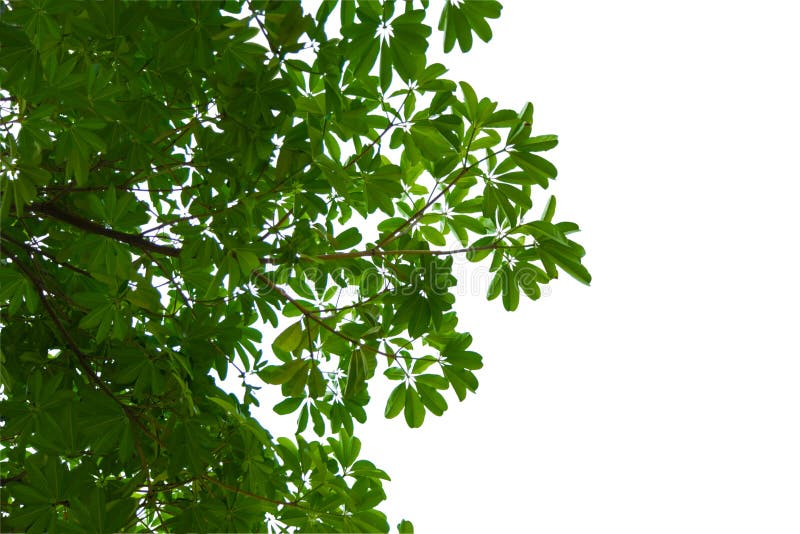 Isolate green trees. stock photo. Image of fresh, environment - 98951126