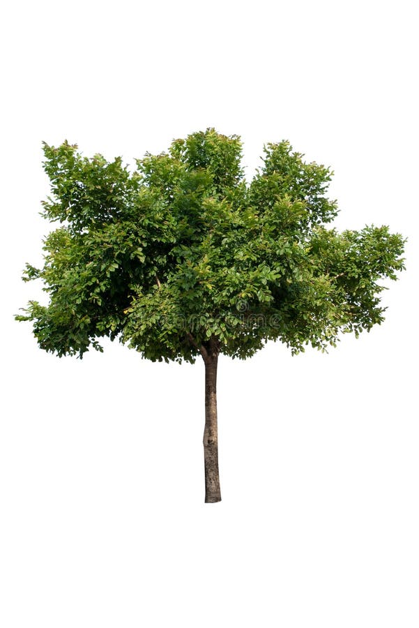 Isolate Big Tree On White Background Stock Photo - Image of foliage ...