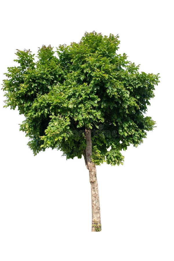 Isolate Big Tree on White Background Stock Photo - Image of element ...