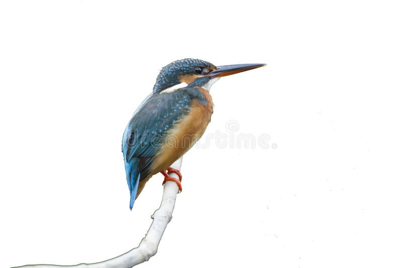 Isolate Colorful Bird on White Background Stock Photo - Image of ...