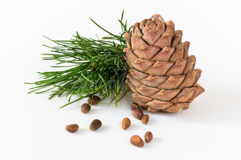 Isolate, Composition, Pine Cone, Nuts and Cedar Branch on a White ...