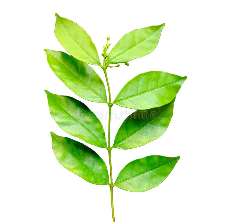 Leav on white background stock photo. Image of plant - 139626280