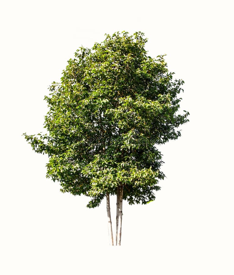 Isolate Dwarf Tree White Background Stock Photos - Free & Royalty-Free ...