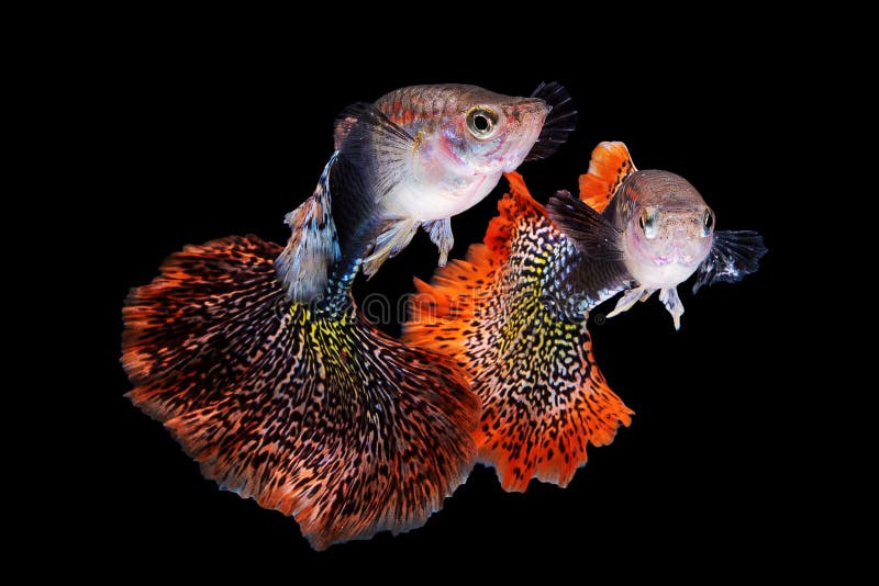 Guppy Fish on Back Blackground Stock Image - Image of hobby, aquatic ...