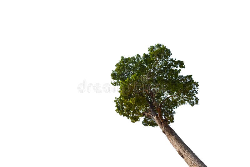 Isolate Image, View from the Bottom of a Tall Tree. Stock Photo - Image ...