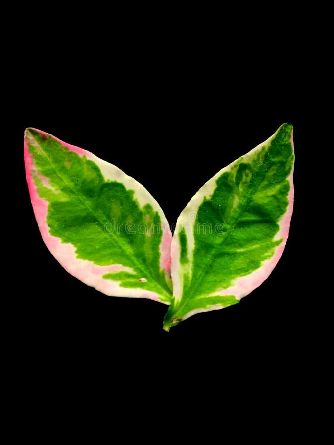 Color of leaf stock photo. Image of september, fall - 139626068