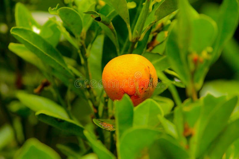 An Isolate lemon stock image. Image of isolated, fallen - 94315131