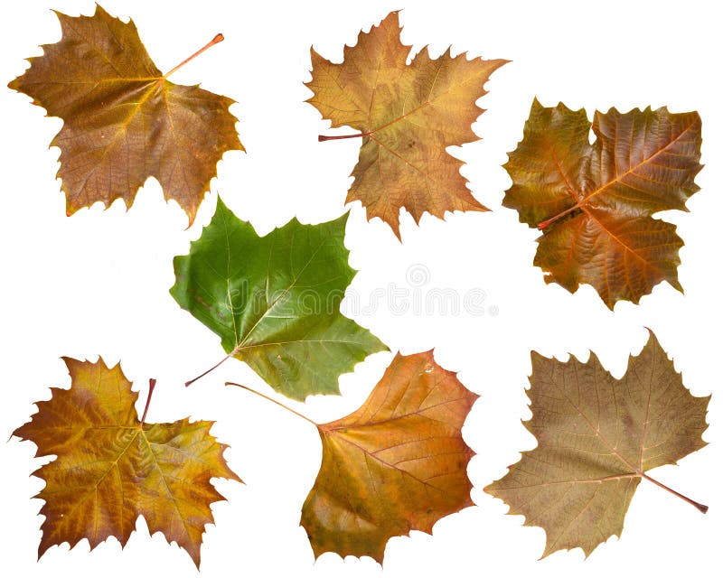 Isolate maple leaves stock image. Image of growth, natural - 22063307