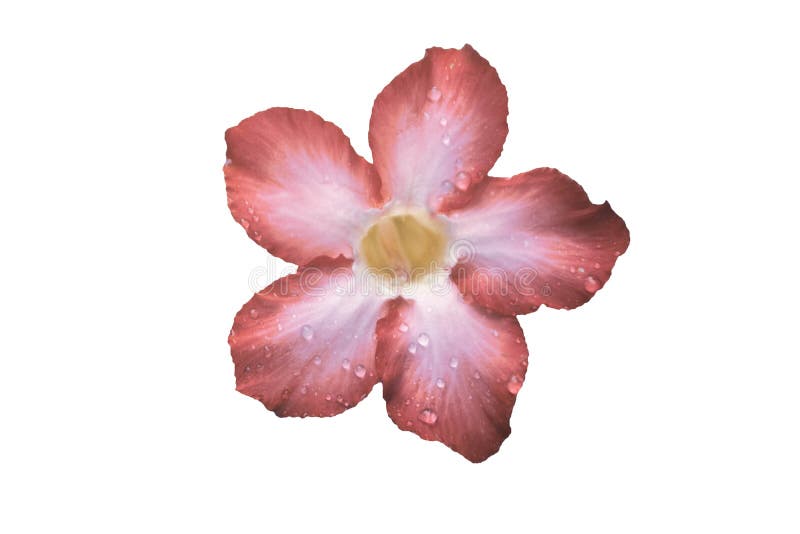 Isolate Pink Flower with Dew Drop Stock Photo - Image of elegant, drop ...