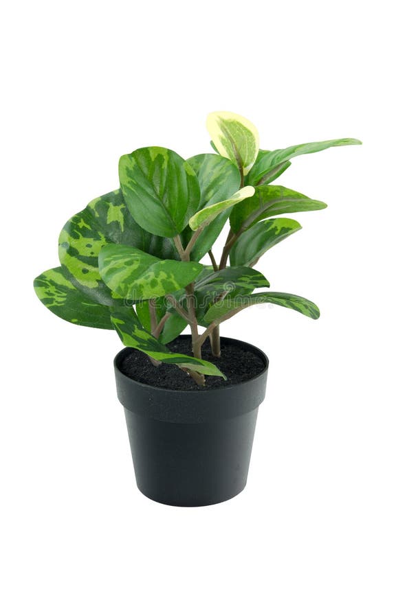 Isolate Plastic green tree stock photo. Image of growing - 30611104