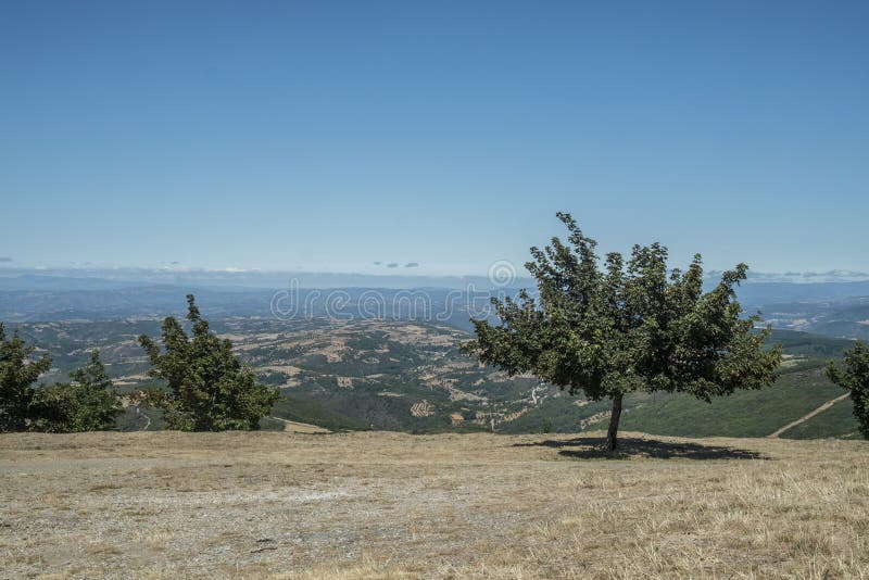 Isolate tree in the field stock image. Image of bright - 88363489